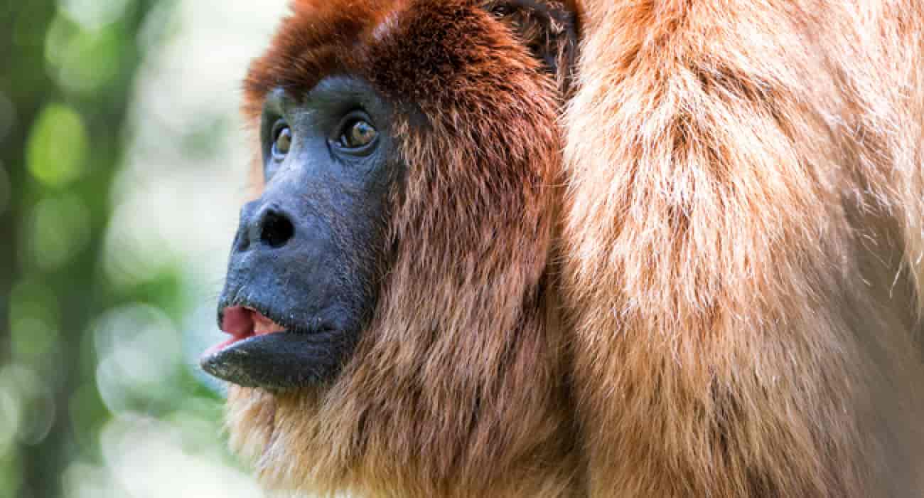 11 Loudest Sounds Ever Recorded | HeadphonesProReview